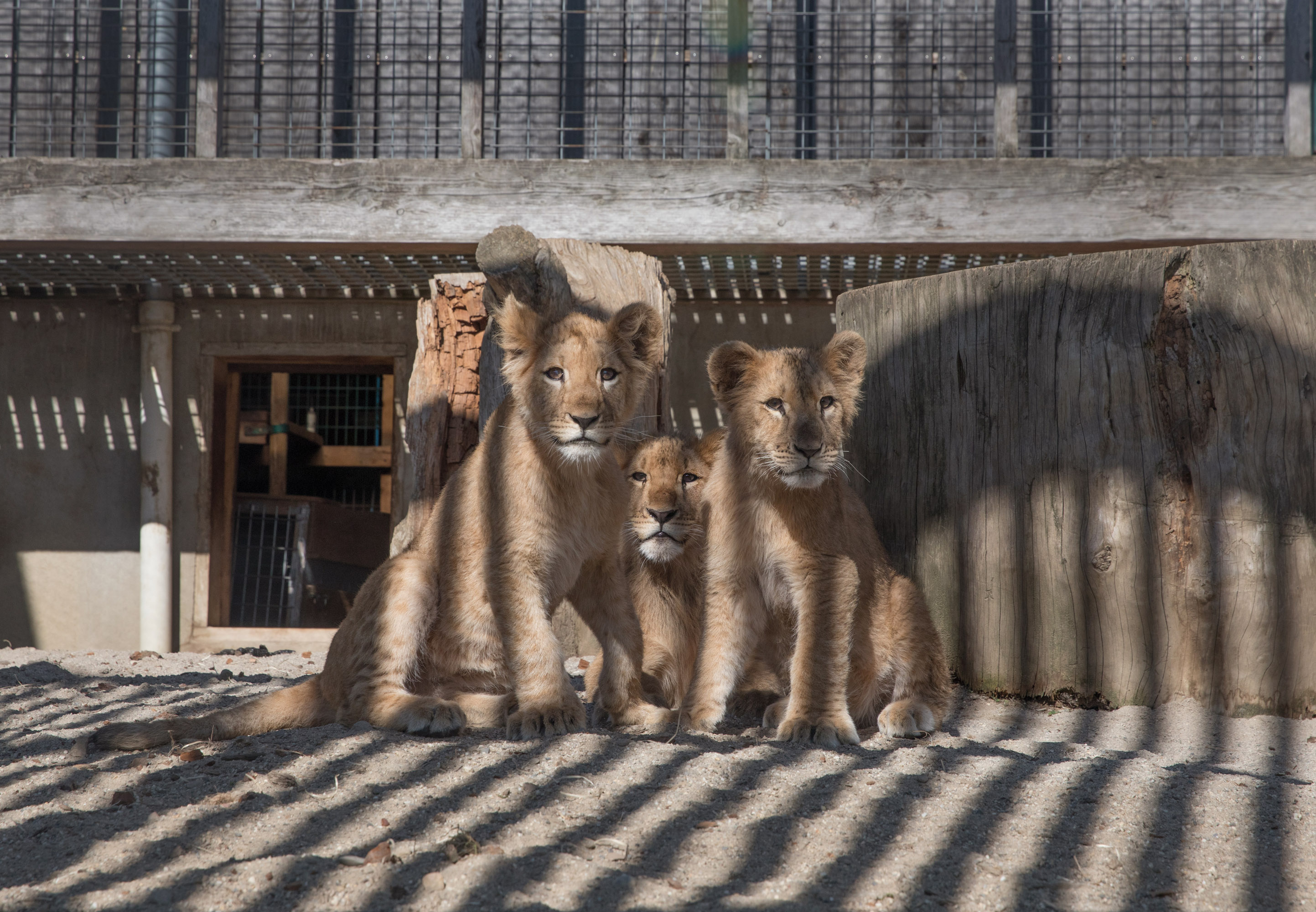 Lions of Lyon — George Logan