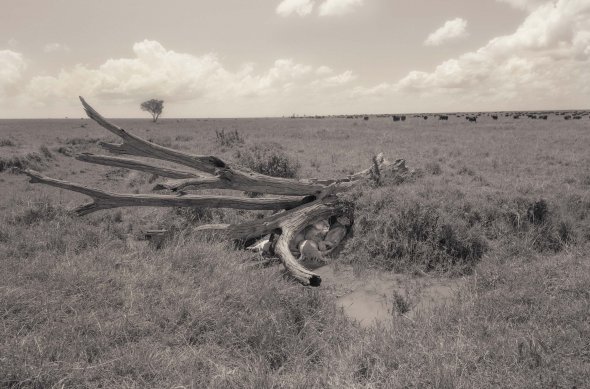 Overview — George Logan