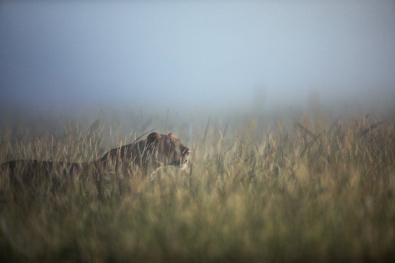 Overview — George Logan